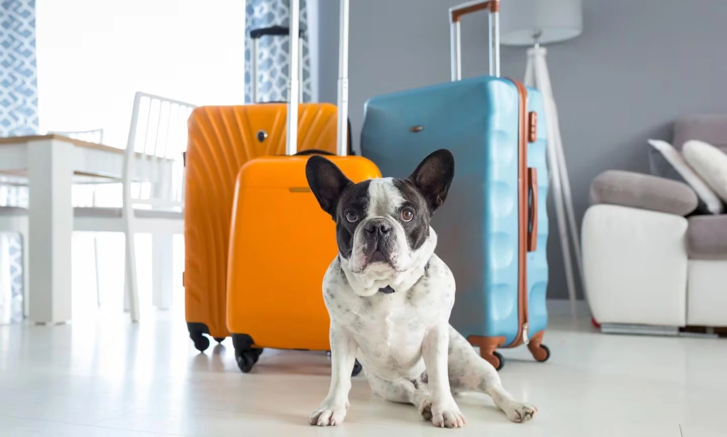 9 Pet Friendly Hotels Where Pets Stay Free - Travelistia