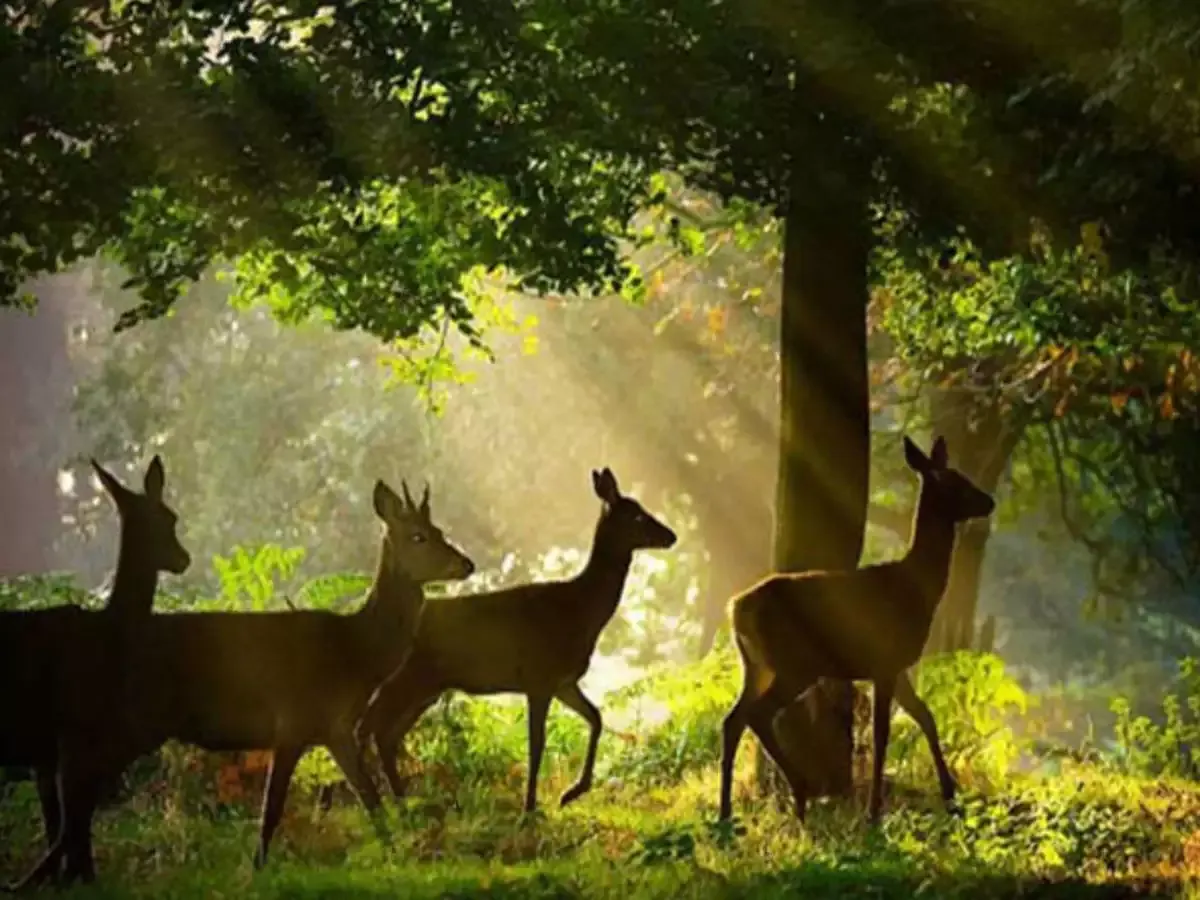 ODISHA FOREST & WILDLIFE TOURISM GUIDE - Travelistia